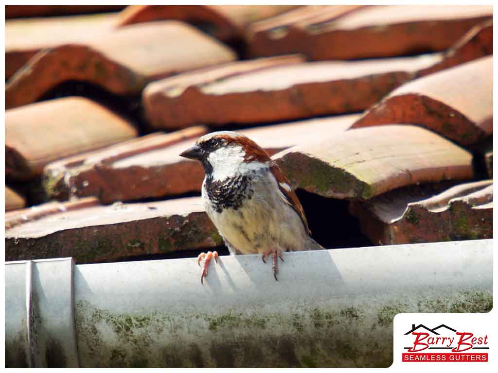 Ways to Keep Birds From Nesting in Your Gutters