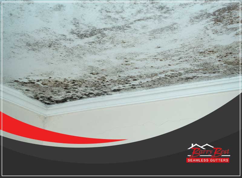 Ways to Prevent Mold and Mildew Growth in Winter