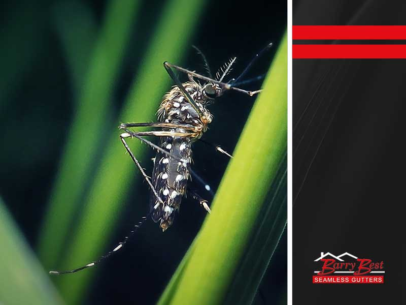 Mosquito Control Mistakes to Avoid This Summer