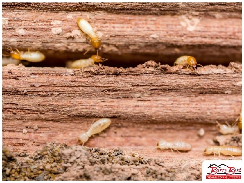 Tips to Get Your Home Ready for Termite Season
